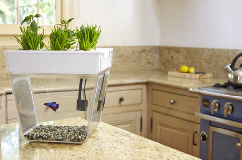 AquaFarm Self-Cleaning Fish Tank That Also Grows Organic Herbs | Woof ...
