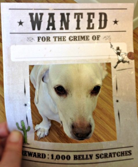 Dog Wanted Poster | Woof Woof Mama